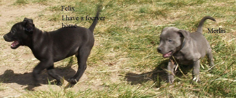 Merlin - Medium Male Labrador Mix Dog in WA - PetRescue