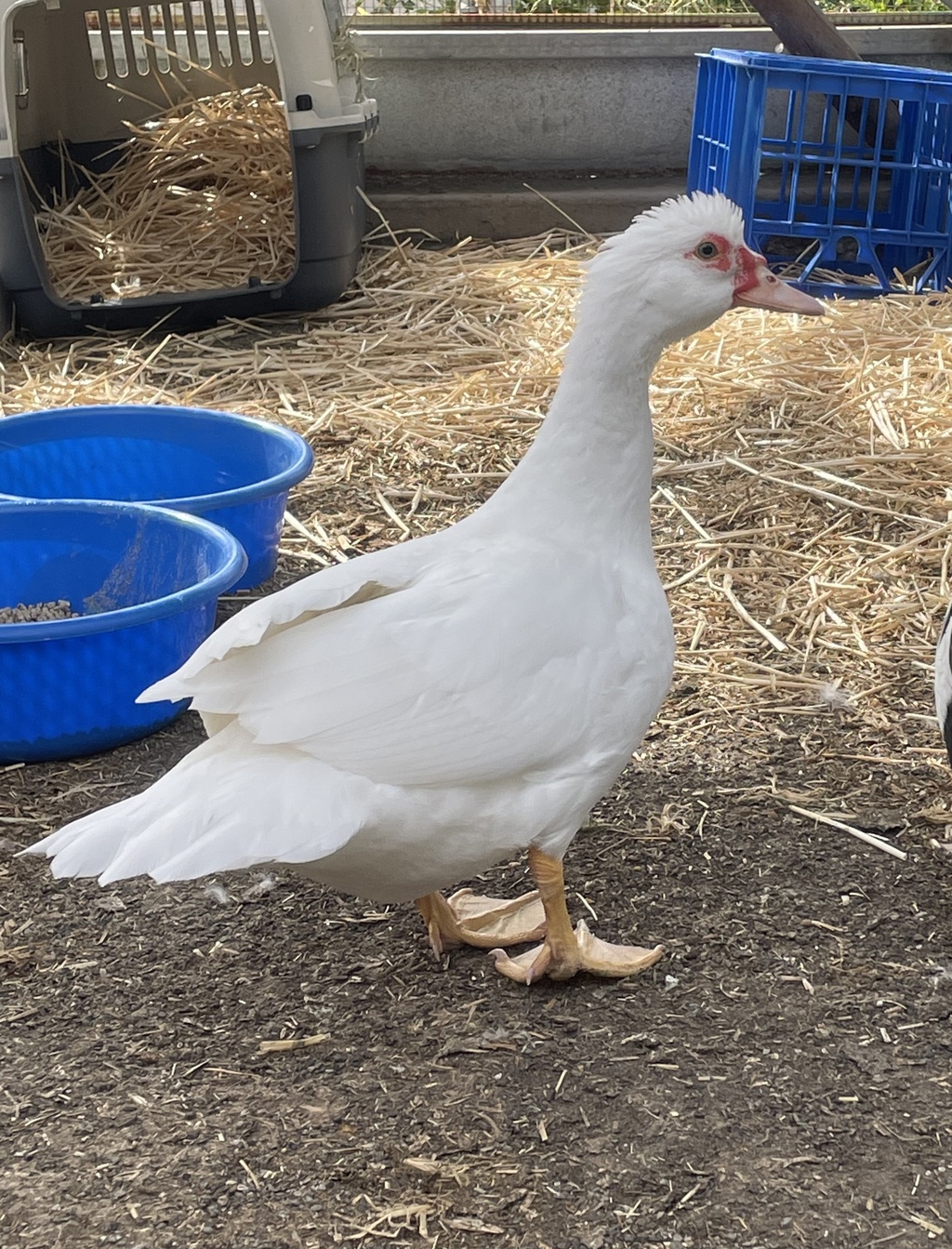 Lottie - Female Duck Muscovy Mix Fowl in QLD - PetRescue