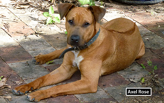 Axel Rose - Large Male Rhodesian Ridgeback Dog in QLD - PetRescue