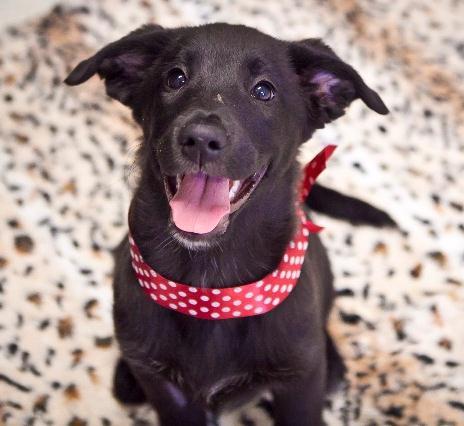 Porgie - Large Female Golden Retriever x Belgian Shepherd Malinois Dog ...