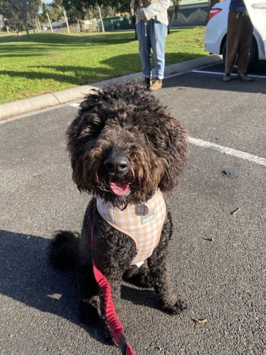Neva Tremayne - Medium Female Labrador x Poodle Mix Dog in VIC - PetRescue