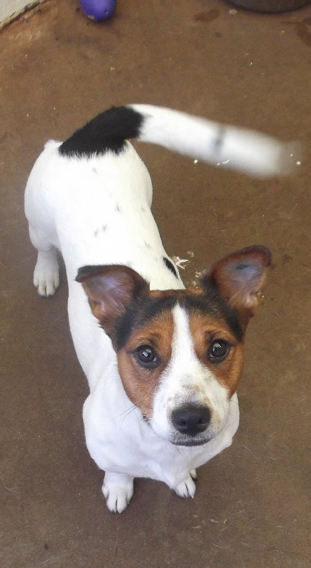 Macey - Small Female Jack Russell Terrier x Miniature Fox Terrier Mix ...