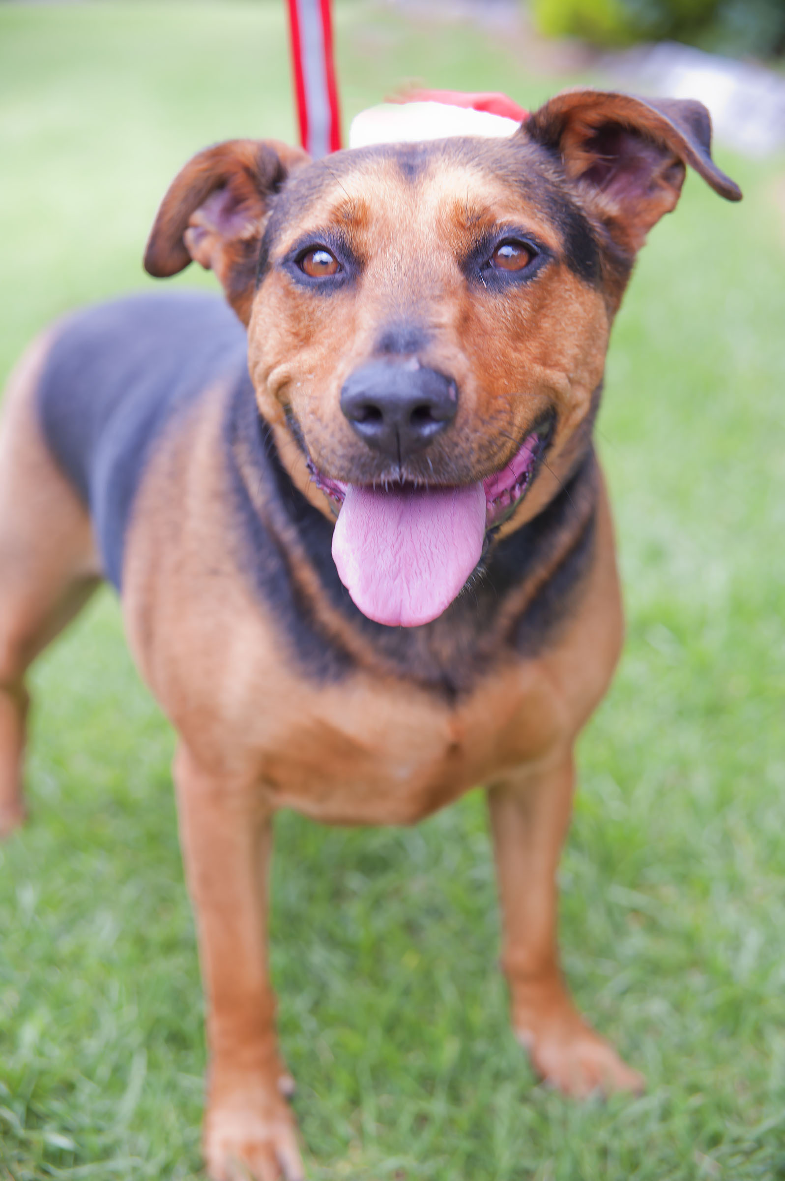 Kalma ID11384 - Large Female Ridgeback x Rottweiler Dog in VIC - PetRescue