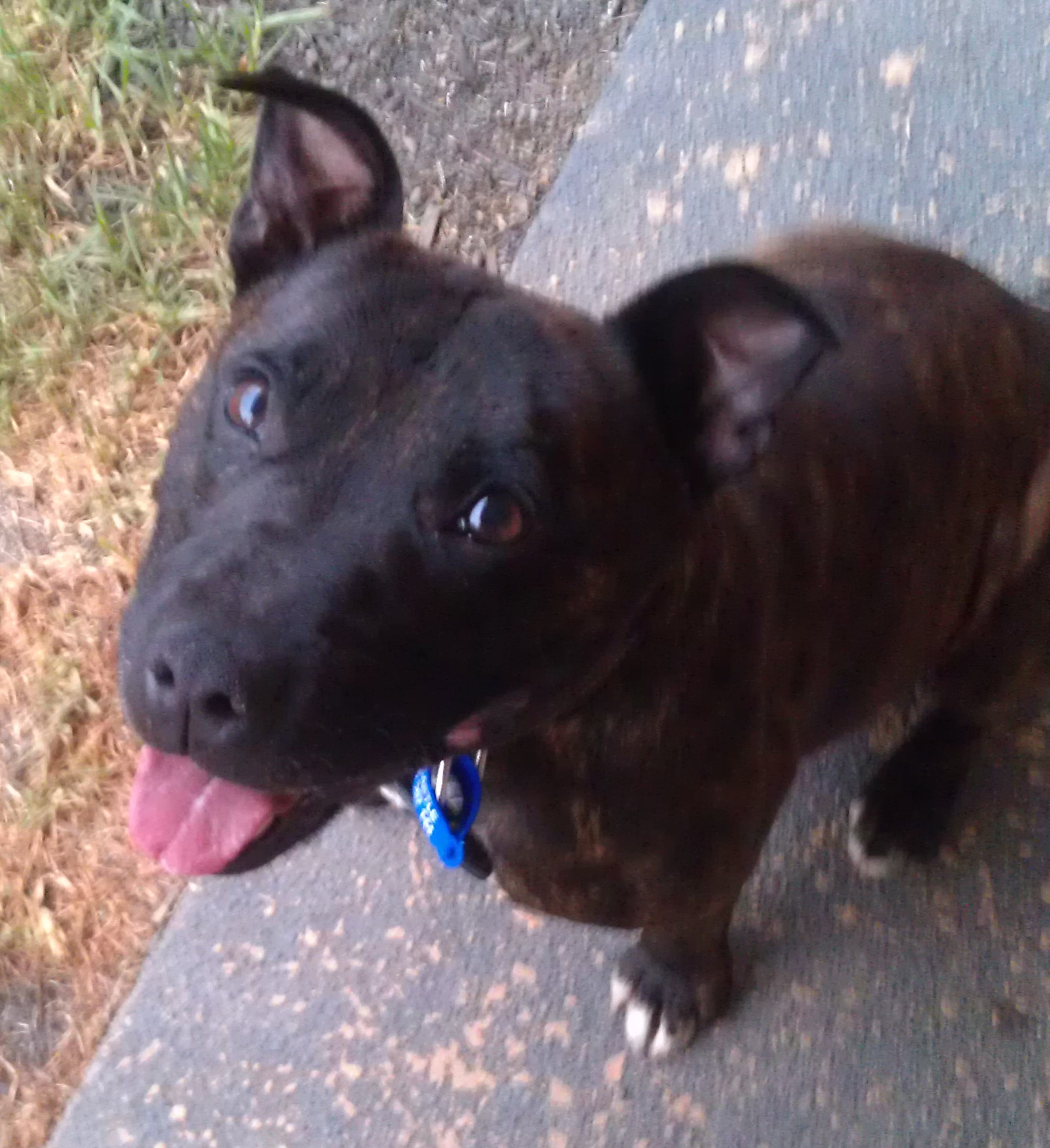 Rocky (3) (adopted Sept 2013) - Medium Male Staffy X Dog in NSW - PetRescue