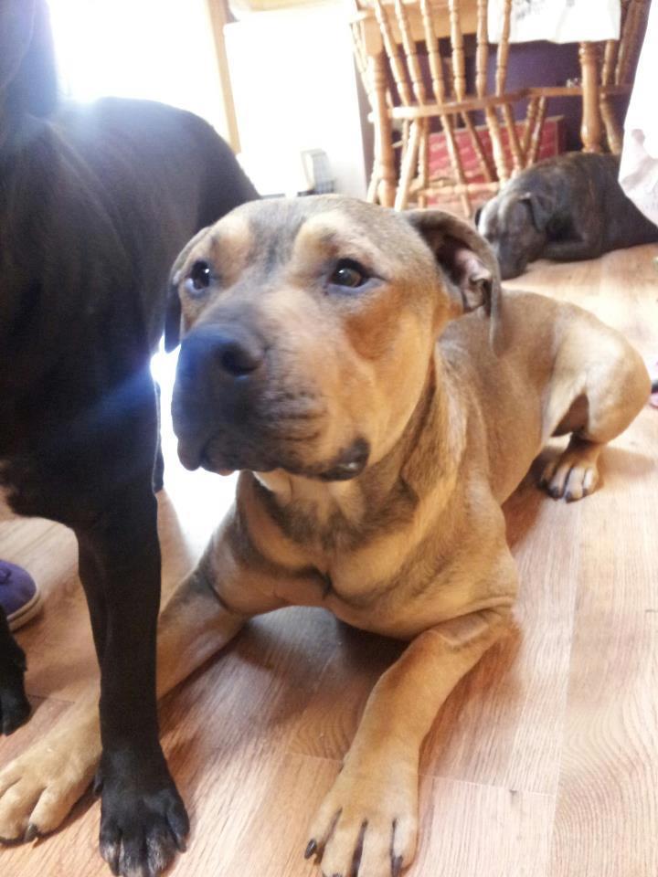 Maylo - Medium Male Staffy Mix Dog in SA - PetRescue