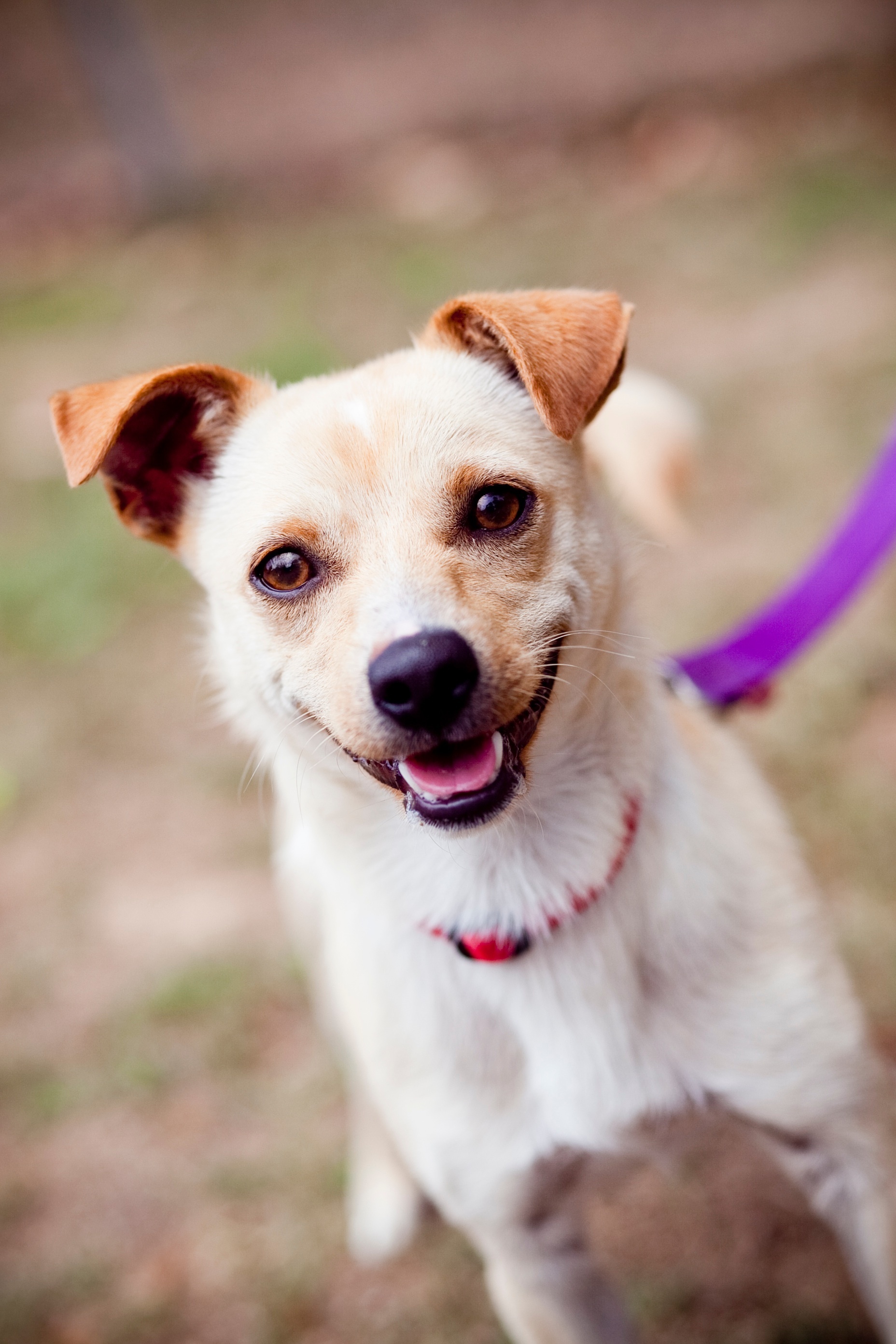 Pierre - Small Male Mini Foxie Cross Dog in NSW - PetRescue