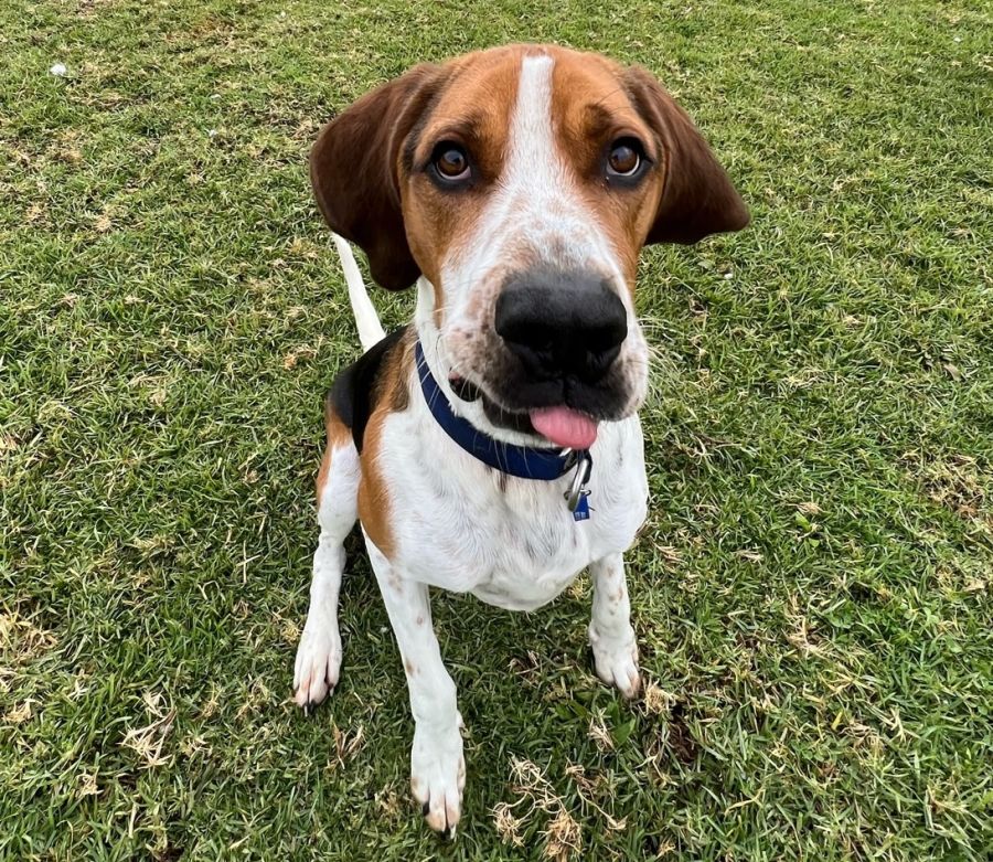 Apollo - Large Male Foxhound, English Dog in VIC - PetRescue