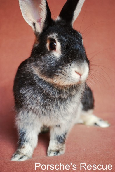Sybil -Desexed and Vaccinated - Female Rabbit in NSW - PetRescue