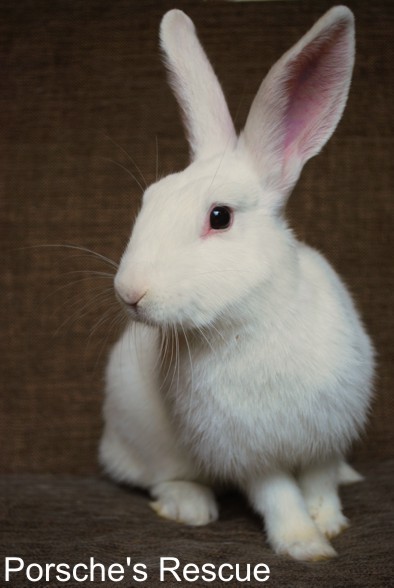 Jingle - Desexed and Vaccinated - Female Rabbit in NSW - PetRescue
