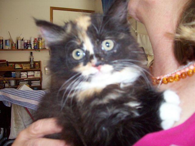 Cassi - Female Cat in NSW - PetRescue