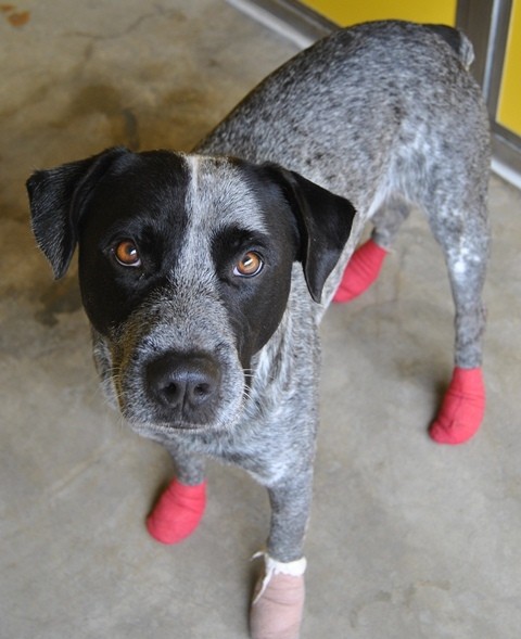 Nelson - Medium Male Australian Stumpy Tail Cattle Dog x Labrador ...