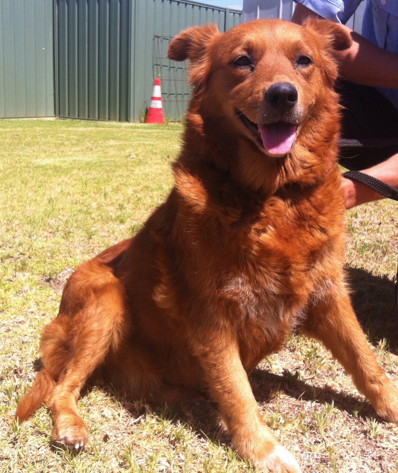 Ruby the stunning Red Collie - Medium Female Dog in WA - PetRescue