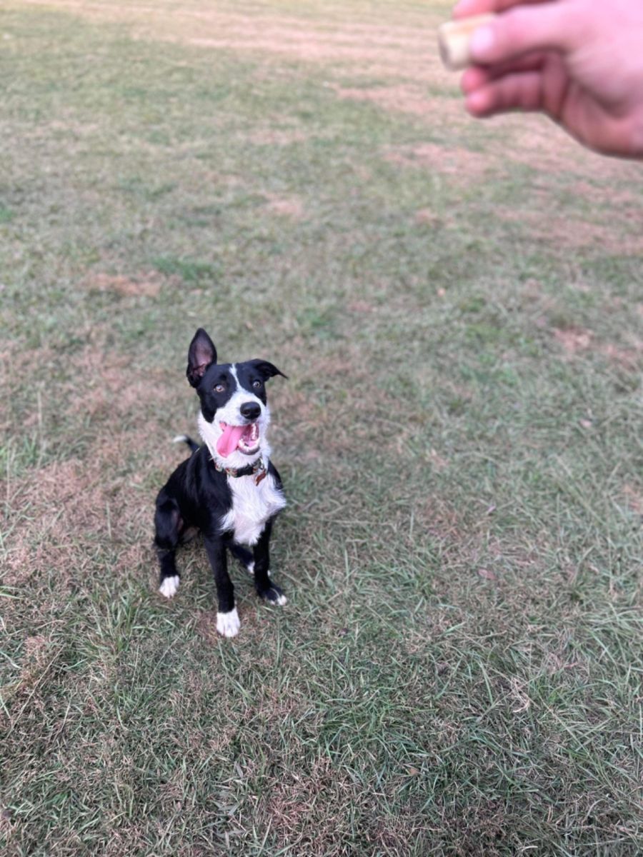 Zoe - Medium Female Border Collie x Kelpie x Irish Wolfhound Mix Dog in ...