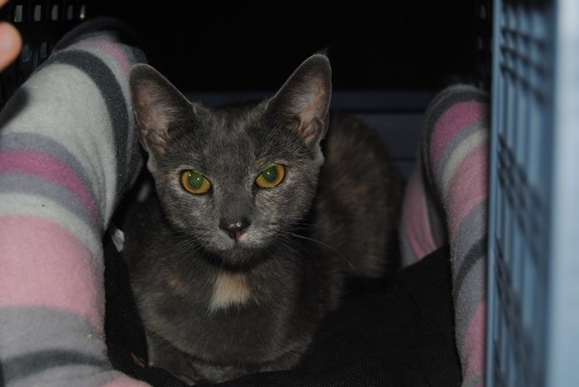 Pookie - Female Russian Cat in QLD - PetRescue