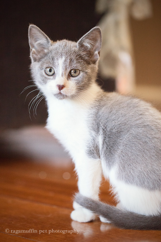 Maneki Neko Cat Rescue - PetRescue