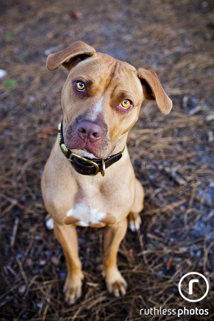 Jackson - Medium Male Mix Dog in NSW - PetRescue