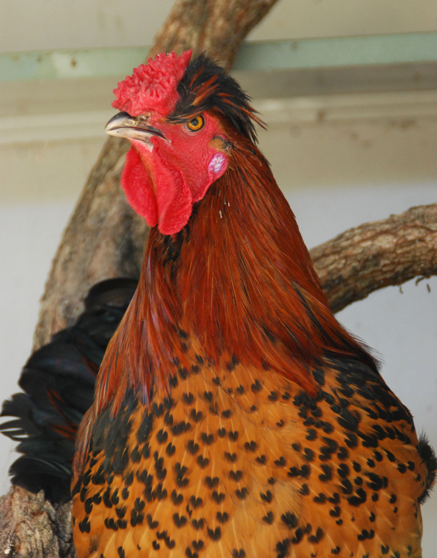 Napolean - Male Chinese Silky x Barnevelder Fowl in QLD - PetRescue