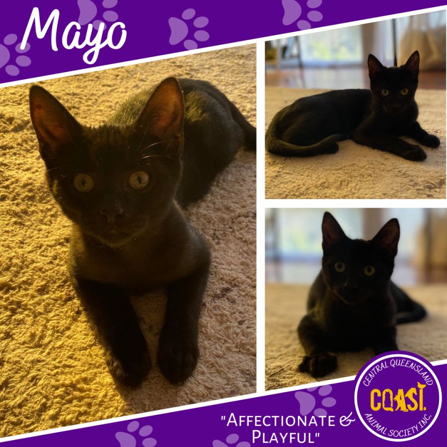 Mayo - Male Domestic Short Hair Cat in QLD - PetRescue