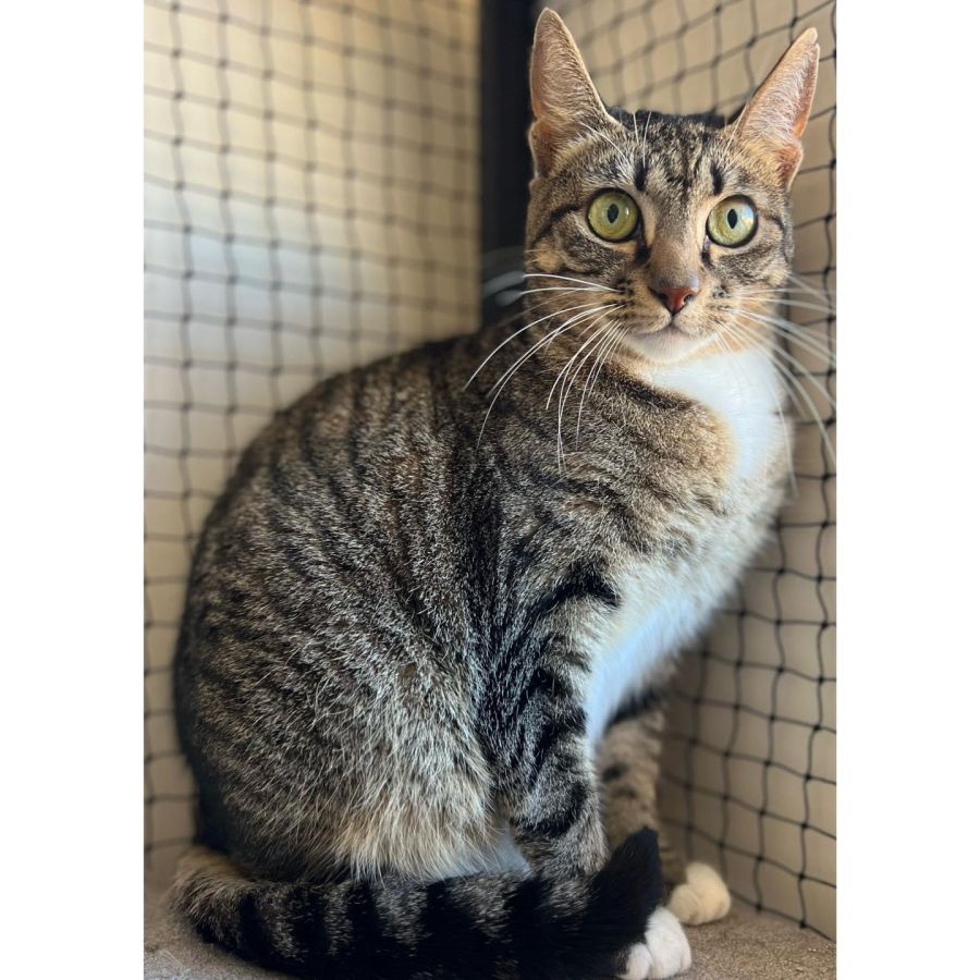 7626 - Lil - Female Domestic Short Hair Cat in WA - PetRescue