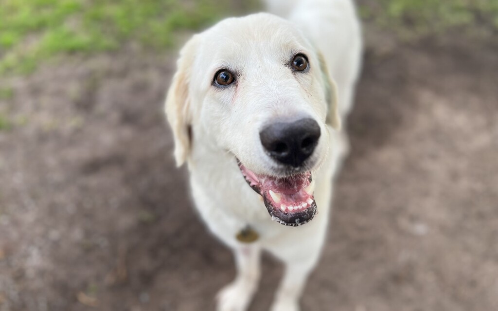 Marla - Large Female Maremma Sheepdog Mix Dog in VIC - PetRescue