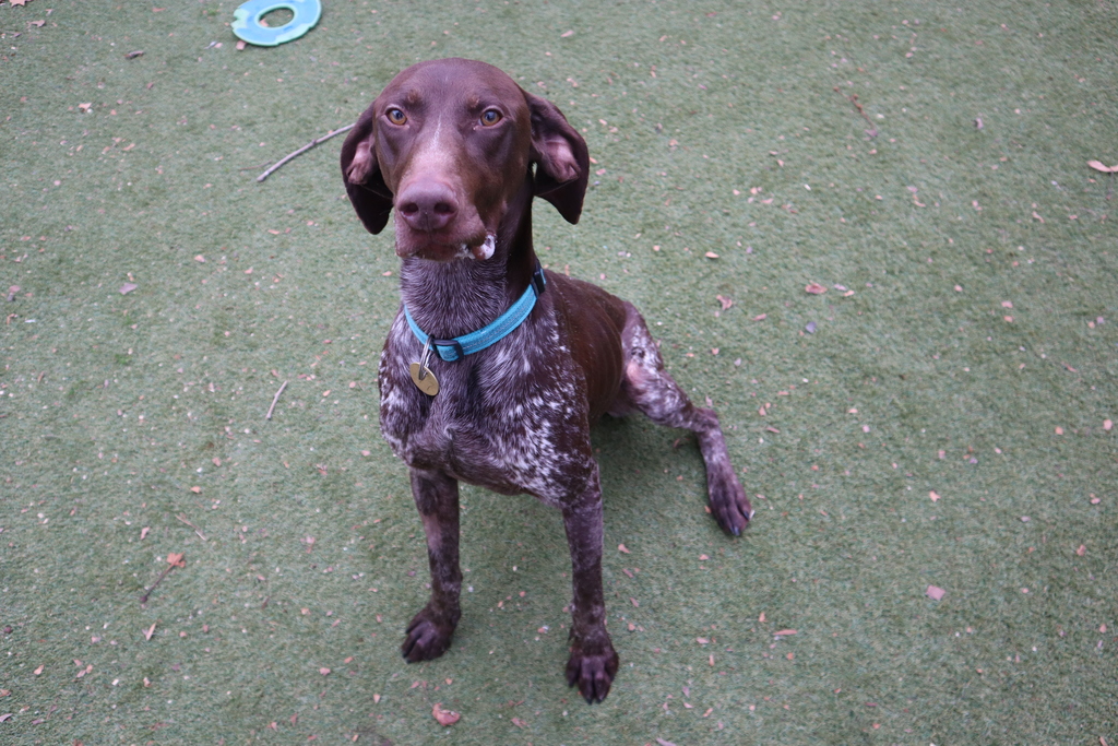 Mosby - Large Male German Shorthaired Pointer Mix Dog in VIC - PetRescue