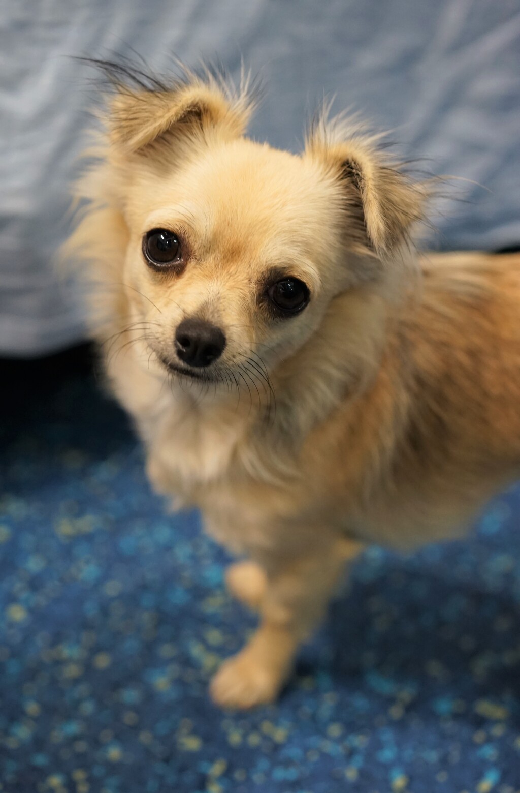 Shawdi - Small Female Long Hair Chihuahua Mix Dog in QLD - PetRescue