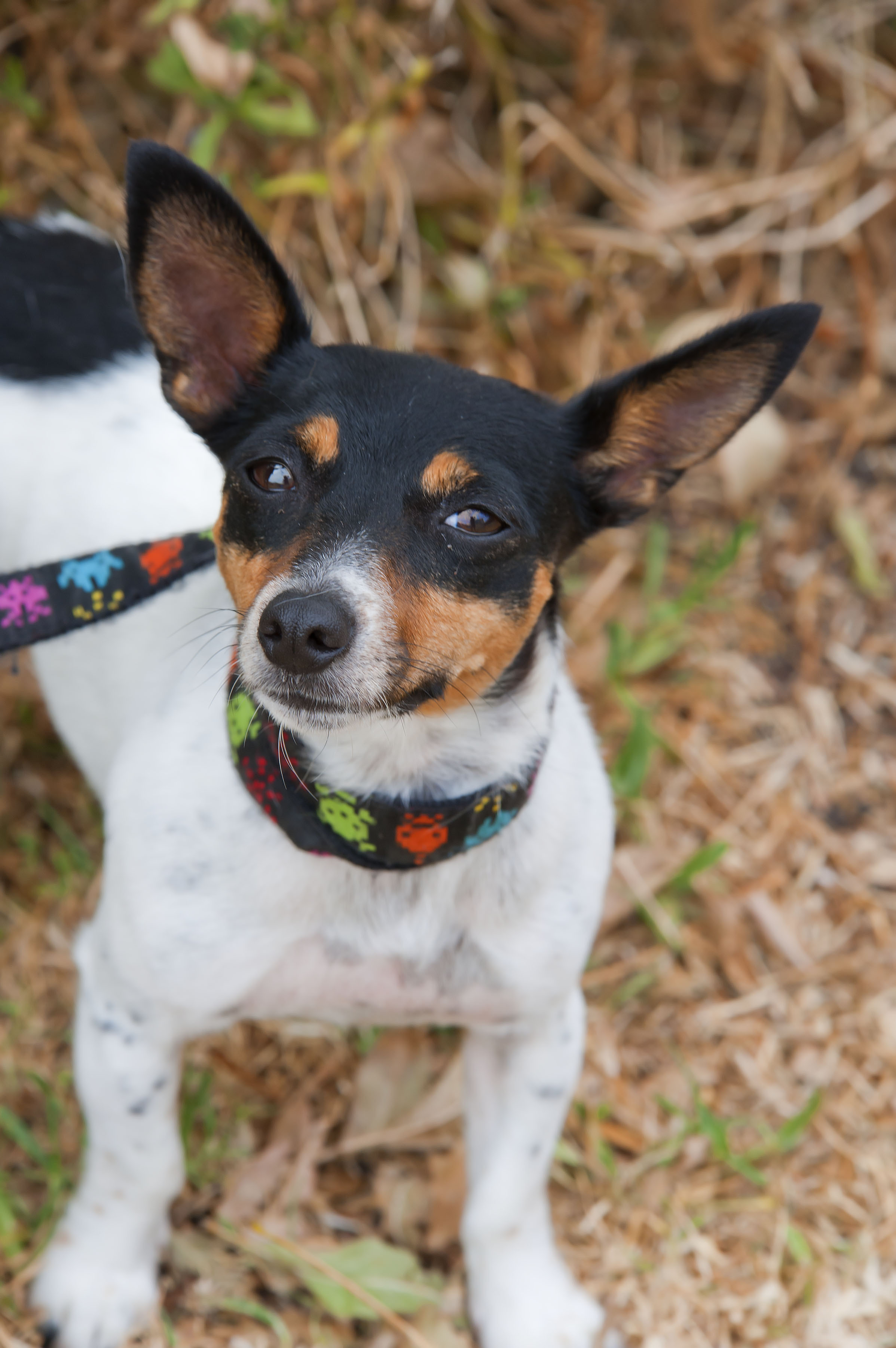 Pixie ID12371 - Small Female Jack Russell Terrier x Fox Terrier Mix Dog ...