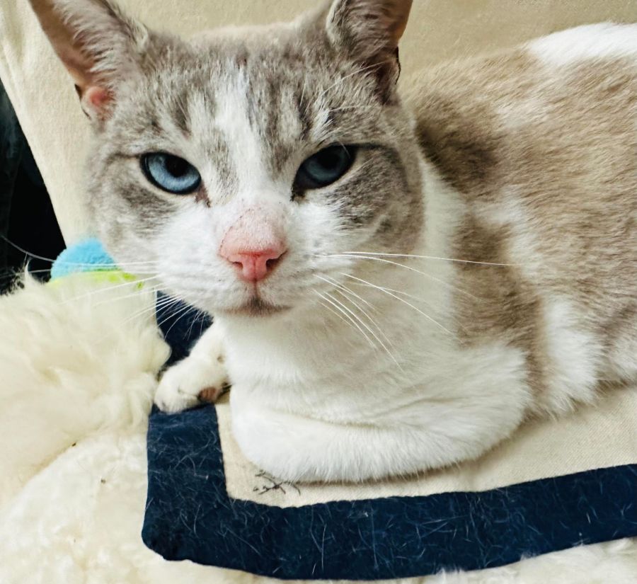 Reece - Male Snowshoe Mix Cat in SA - PetRescue