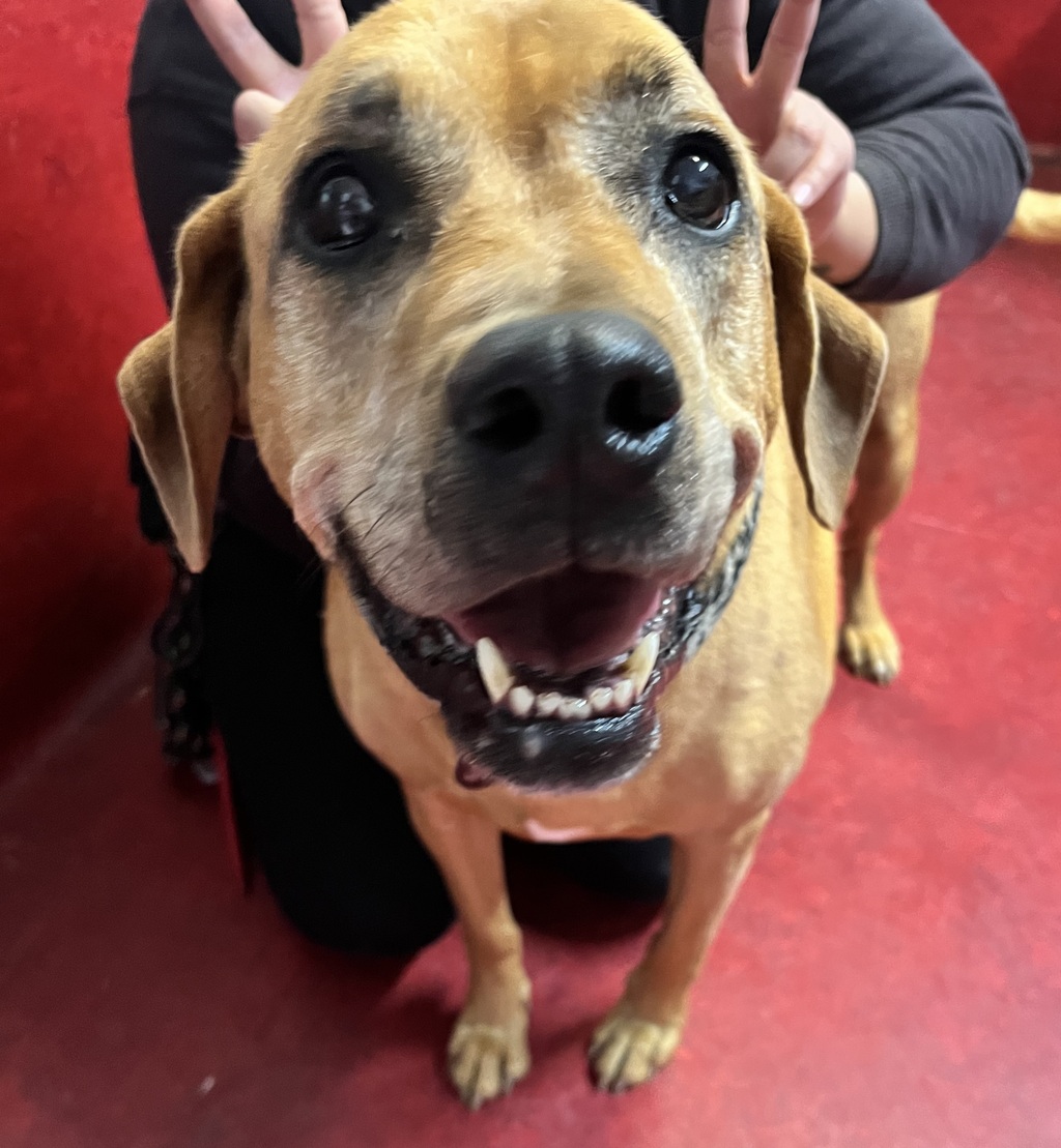 Bess - Large Female Rhodesian Ridgeback Dog in VIC - PetRescue