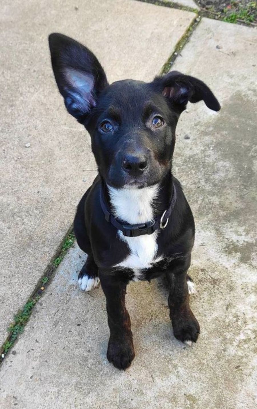 Coco - Medium Female Kelpie Mix Dog in VIC - PetRescue