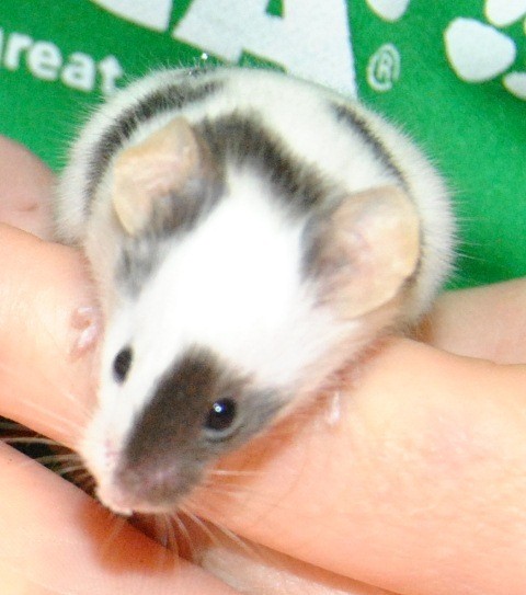 Dodo - Male Mouse Rodent in QLD - PetRescue