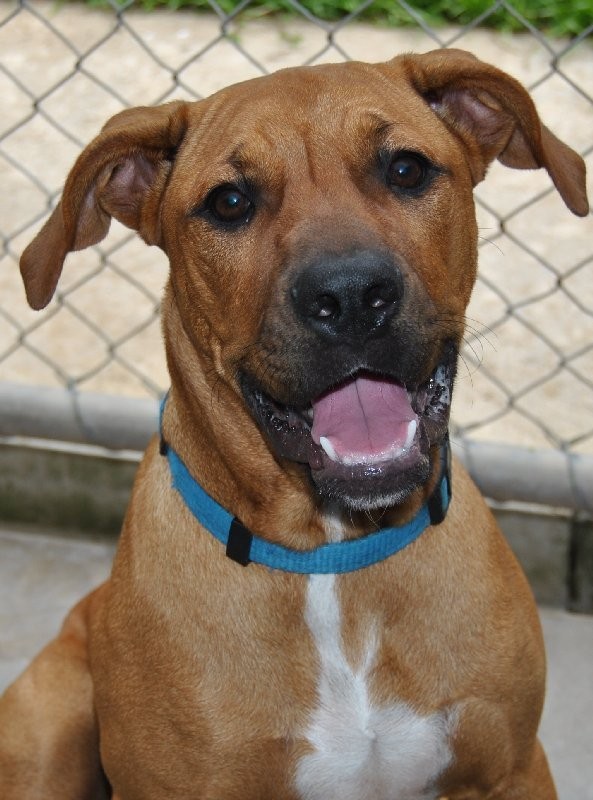 Jade - Large Female Mastiff x Rhodesian Ridgeback Dog in QLD - PetRescue