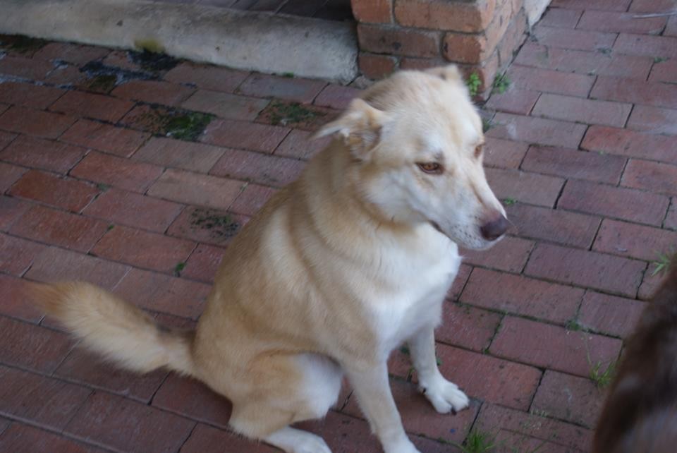 Bosco & Akala (bonded pair) - Large Male Husky x Rhodesian Ridgeback ...