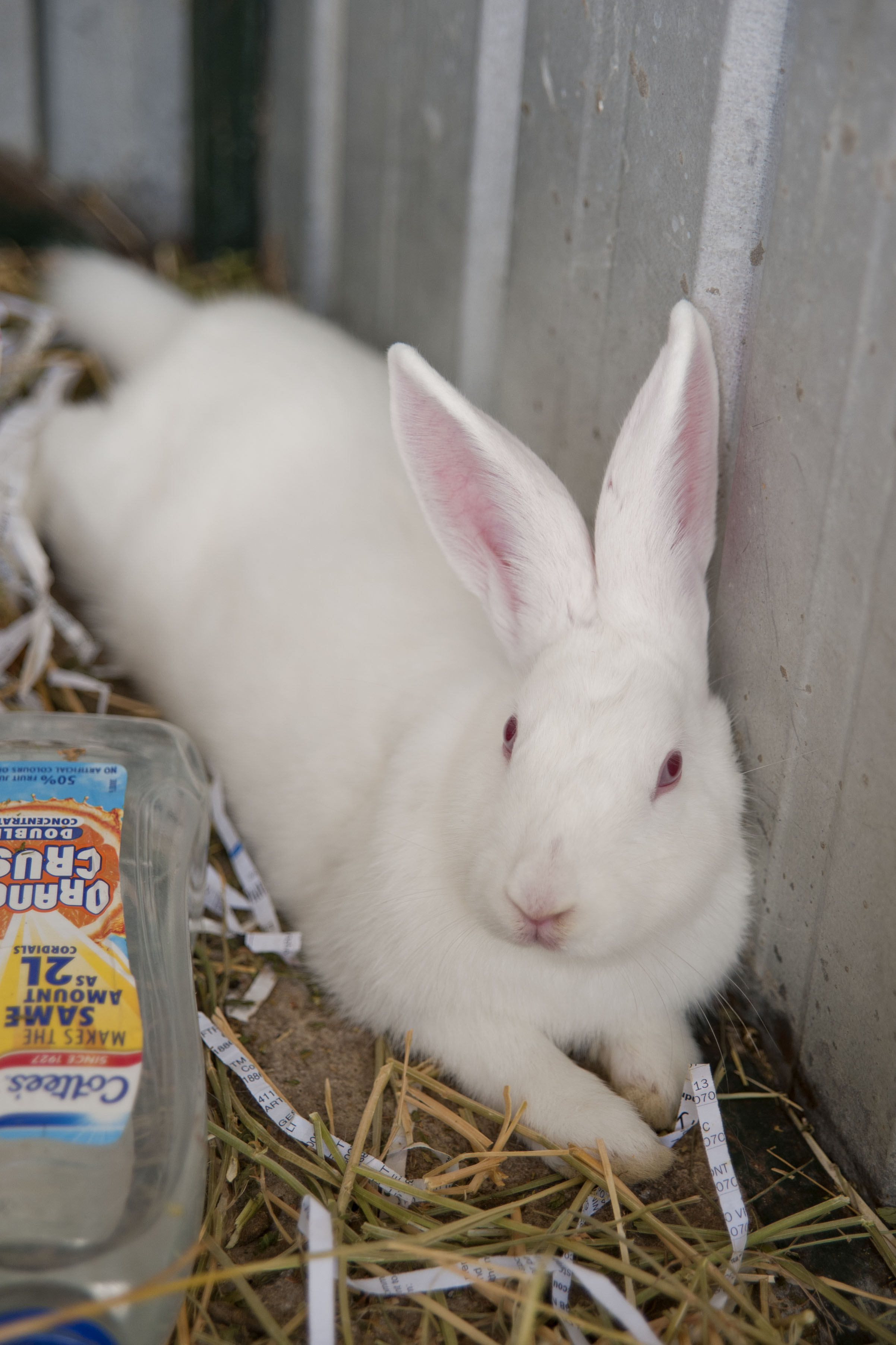 Frosty ID12411 - Female Rabbit in VIC - PetRescue