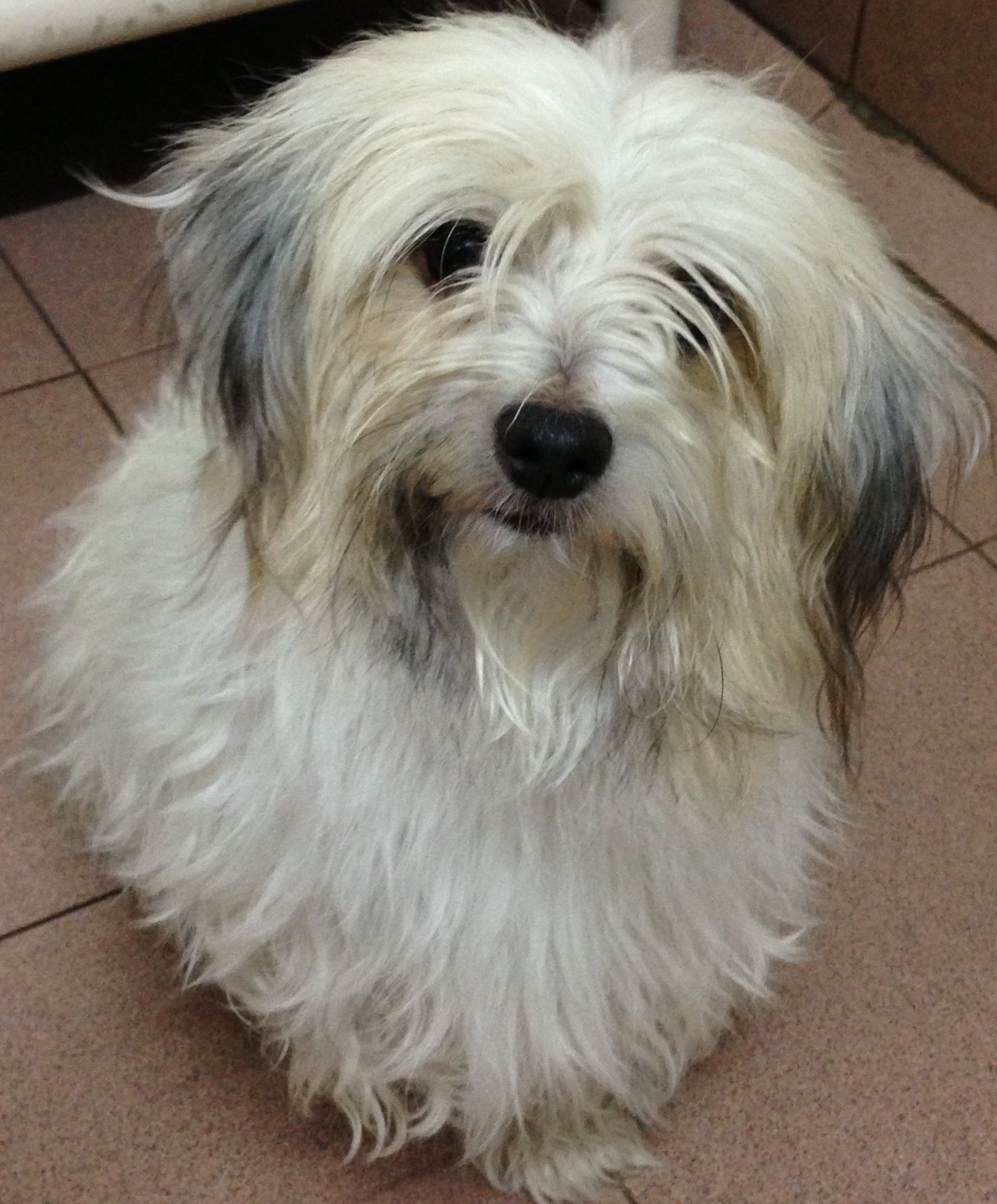 Emilie - Small Female Maltese x Shih Tzu Mix Dog in NSW - PetRescue