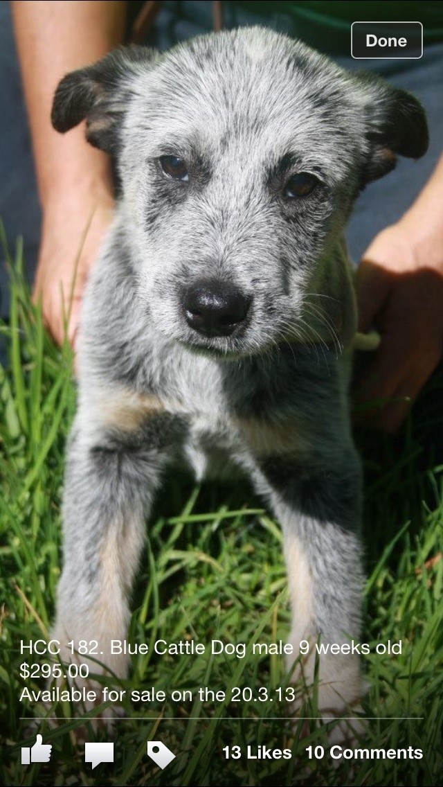 Hcc 182 - Medium Male Blue Heeler Dog in NSW - PetRescue