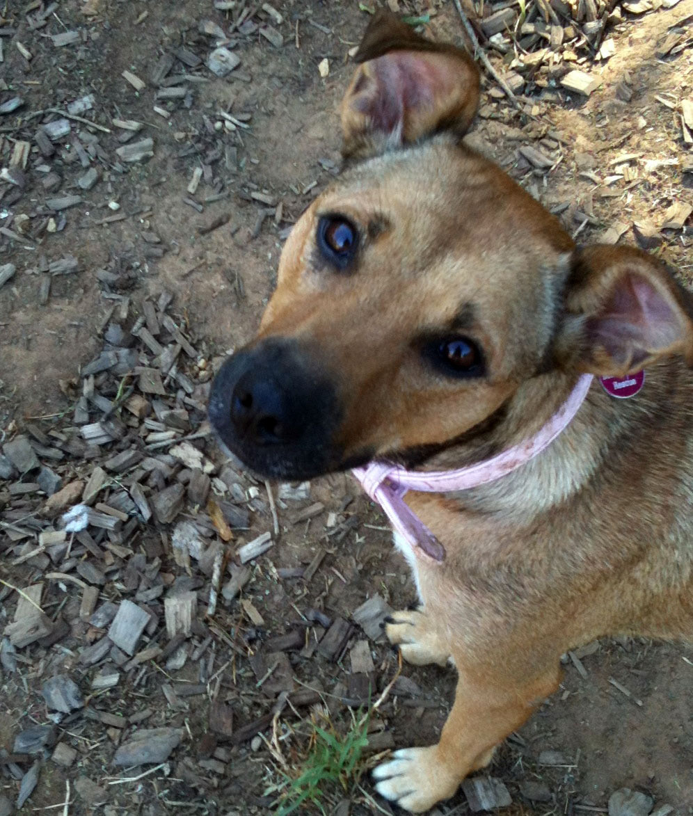 Buffy - Medium Female Staffy x Kelpie Mix Dog in NSW - PetRescue