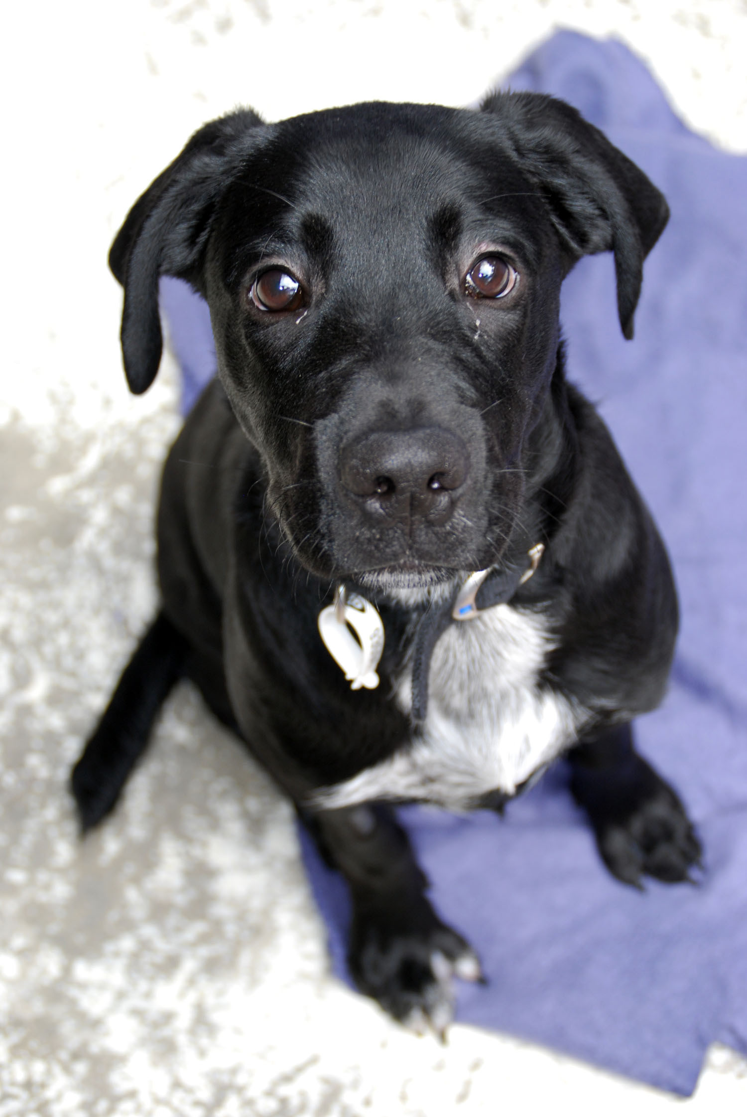 Rio - Medium Male Labrador x Smithfield Cattle Dog Dog in QLD - PetRescue