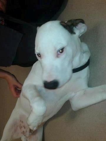 Brax - Medium Male Bull Arab Mix Dog in VIC - PetRescue