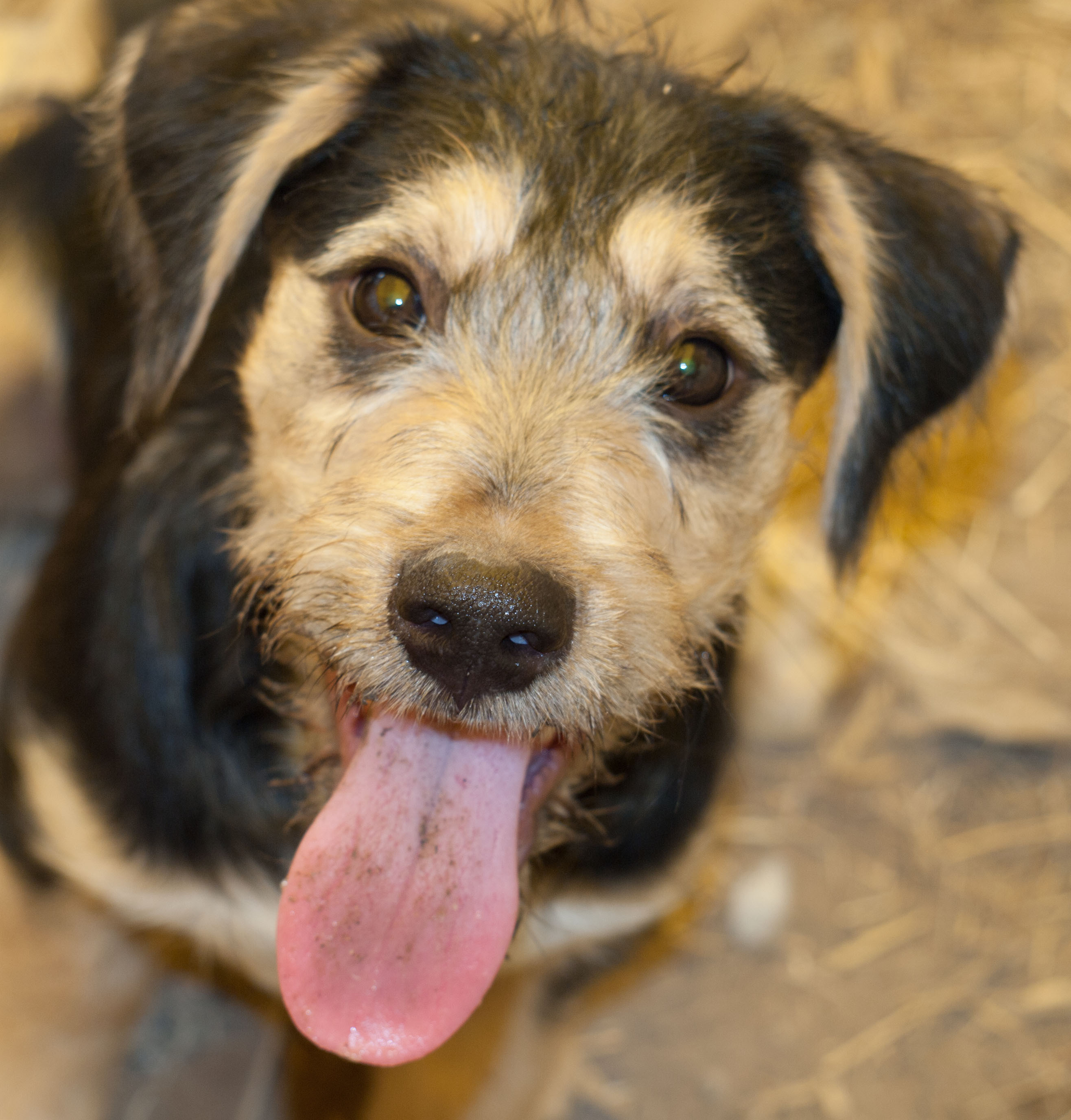 hewitt - Small Male Wiry Terrier X Dog in NSW - PetRescue