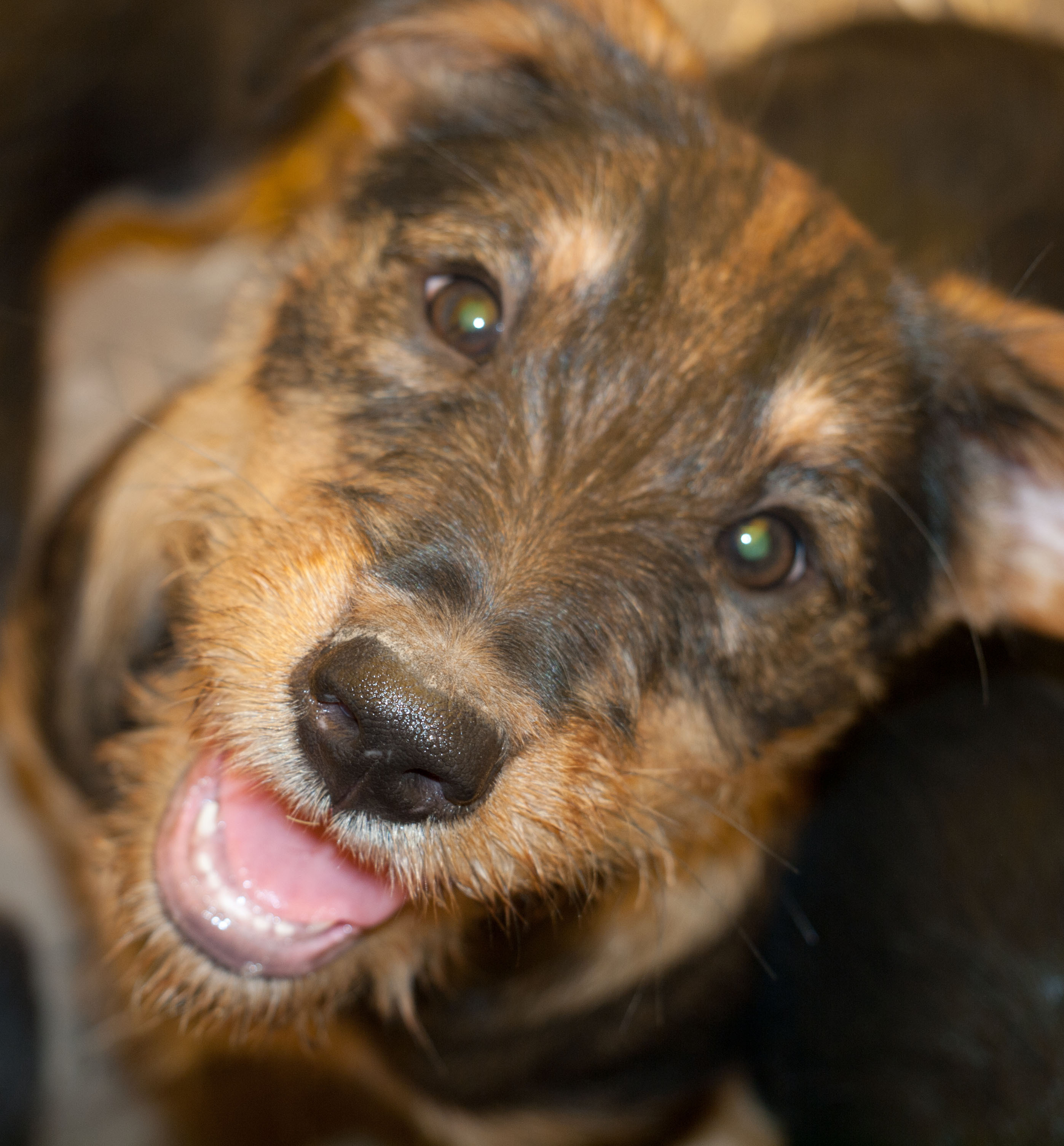 Howie - Small Male Wiry Haired Terrier X Dog in NSW - PetRescue