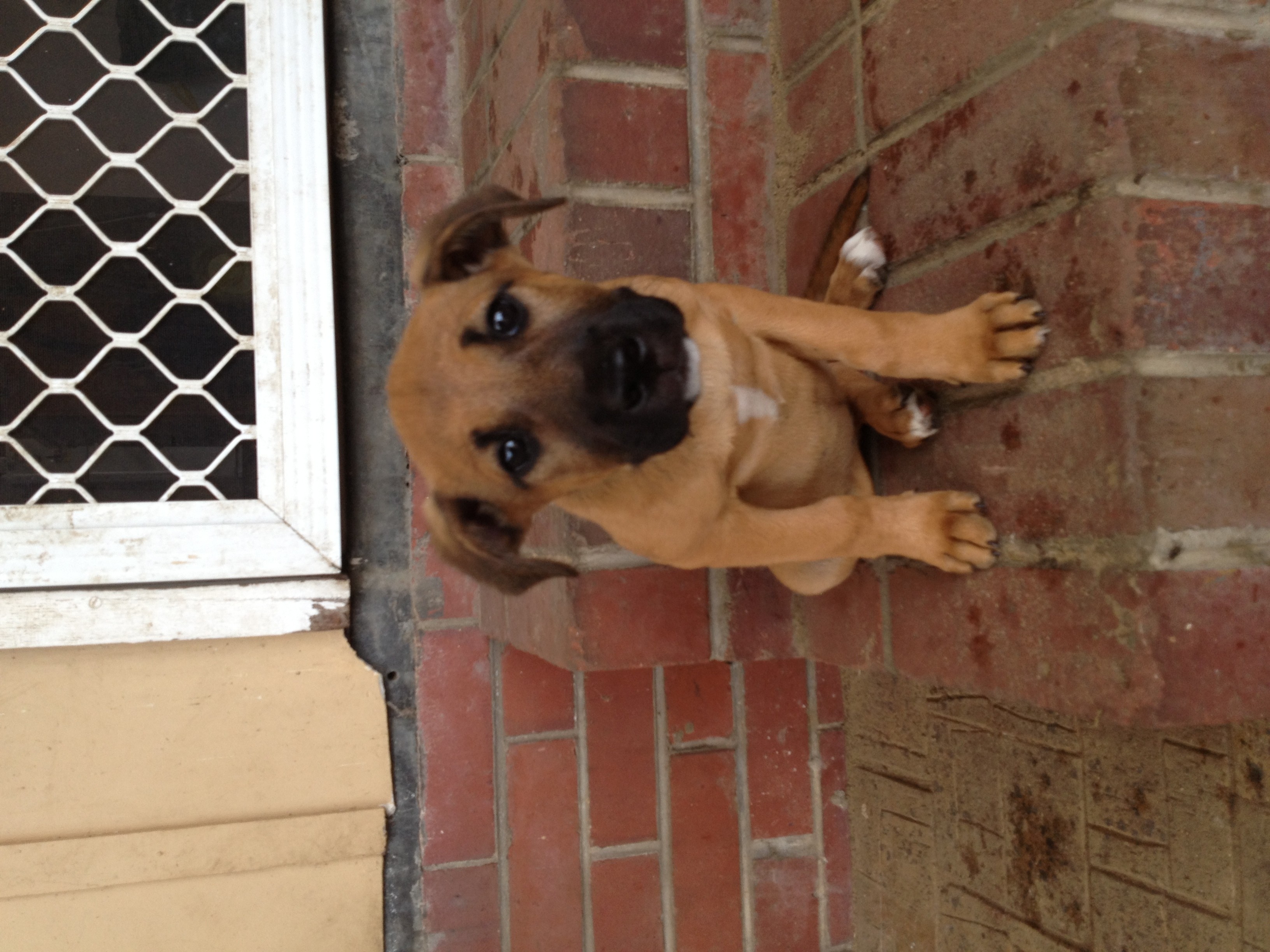 Staffy cross puppies - Medium Female Dog in WA - PetRescue
