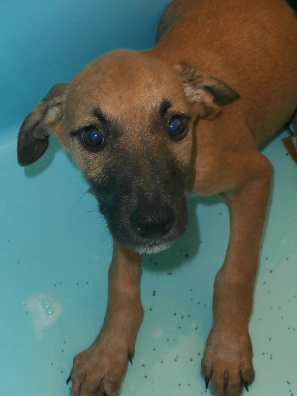 Toby - Large Male Doberman x German Shepherd x Irish Wolfhound x ...