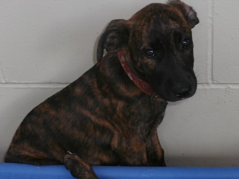 Casey - Large Female German Shepherd x Irish Wolfhound x Rhodesian ...