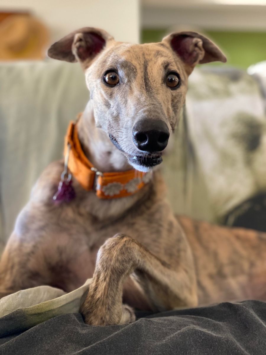 Pippa - Large Female Greyhound Dog in QLD - PetRescue
