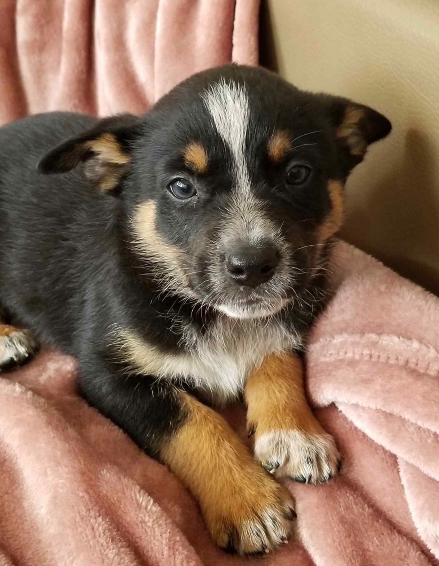 Greg - Medium Male Mixed Breed Mix Dog in NSW - PetRescue