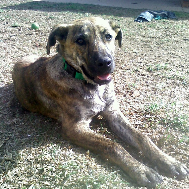 Darla - Large Female Dutch Shepherd Mix Dog in NSW - PetRescue