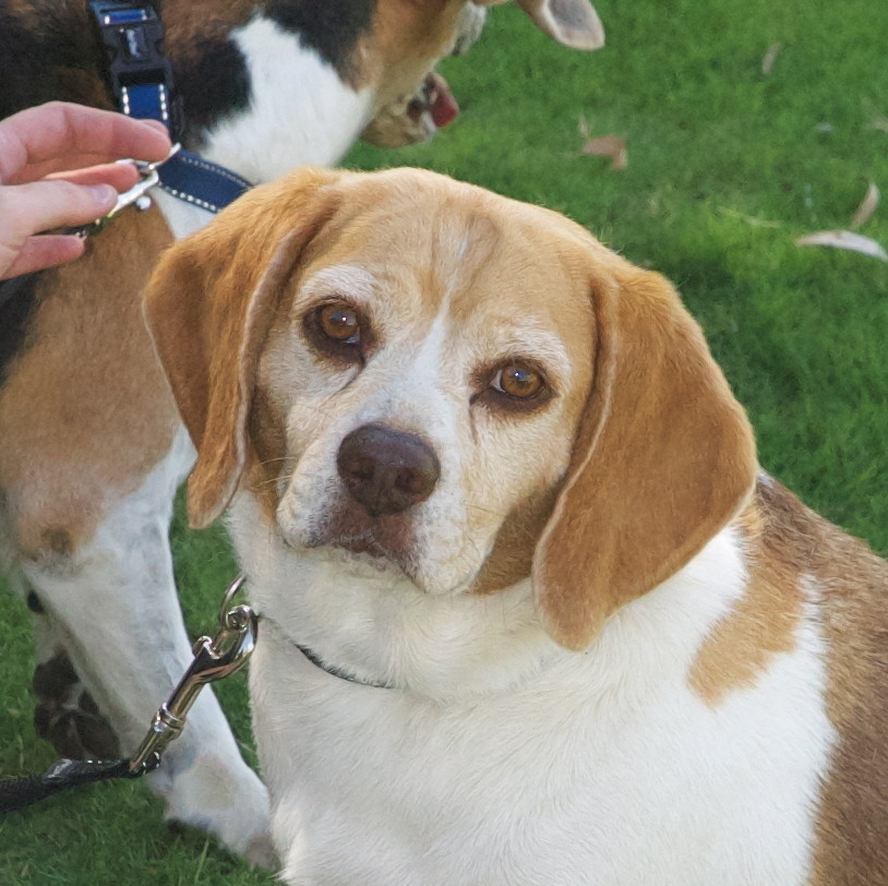 Roxy - Medium Female Beagle Dog in WA - PetRescue