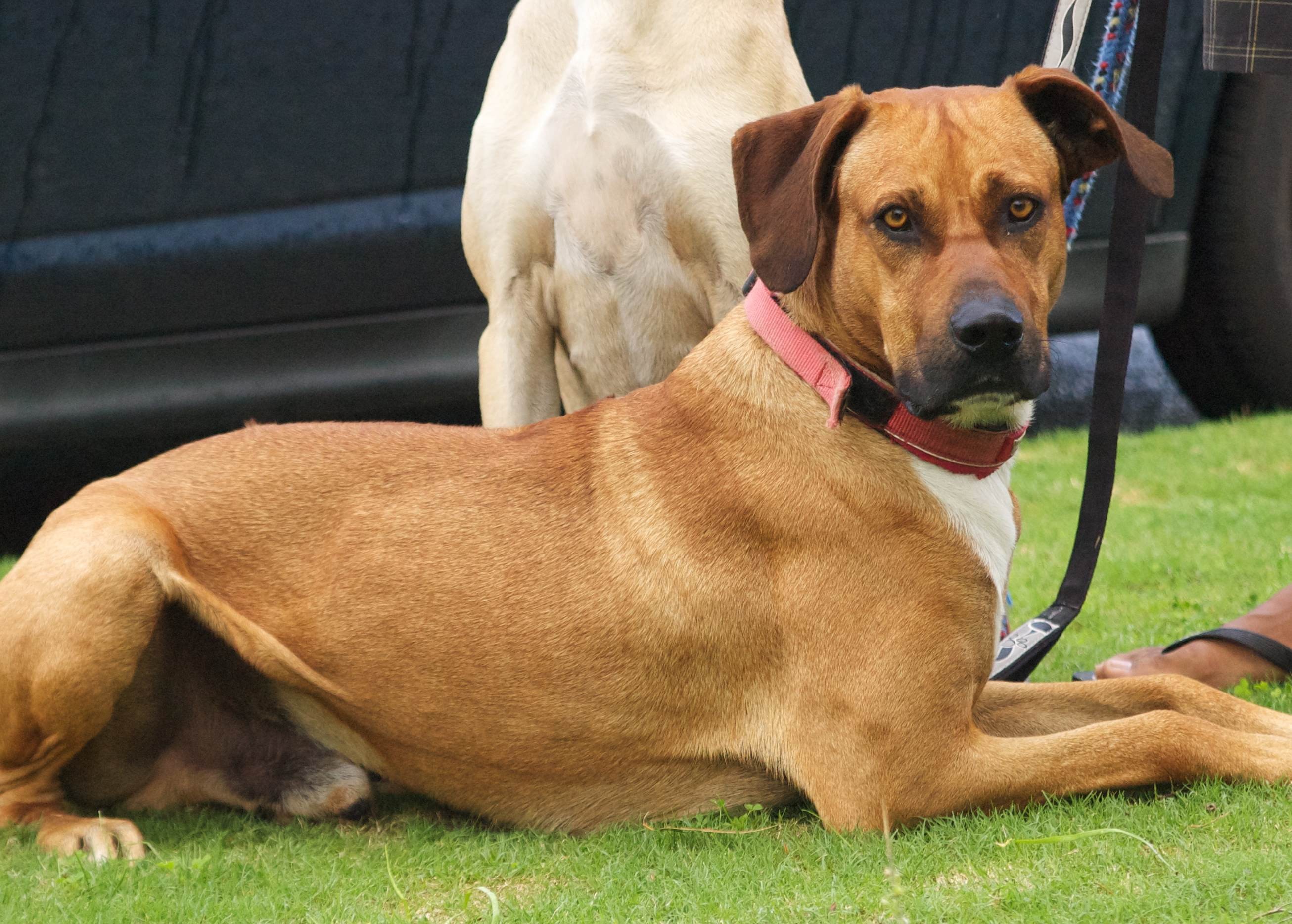Boss - Medium Male Mastiff x Rhodesian Ridgeback Mix Dog in WA - PetRescue