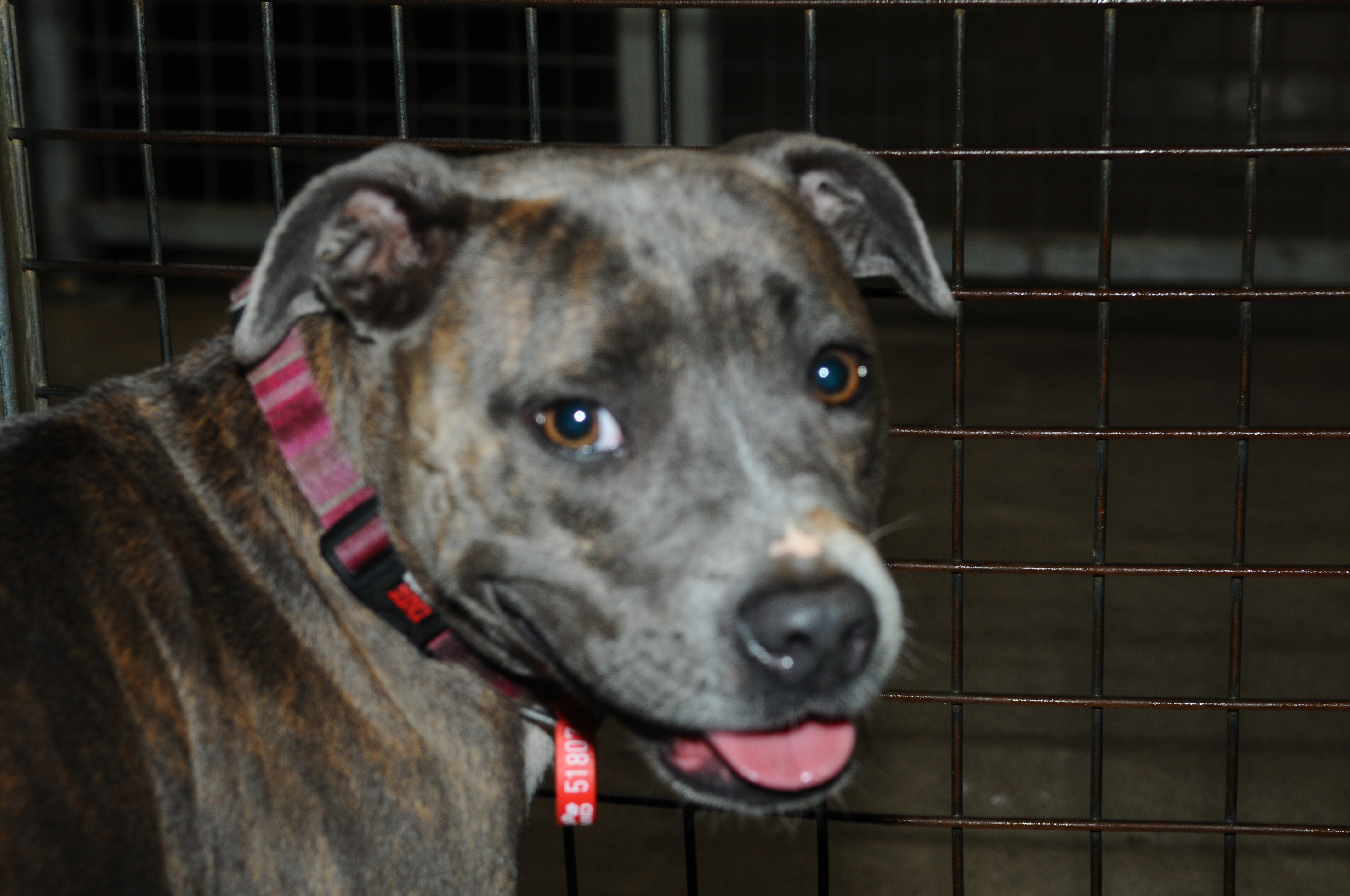 Roxy - Medium Female Staffordshire Bull Terrier Dog in QLD - PetRescue